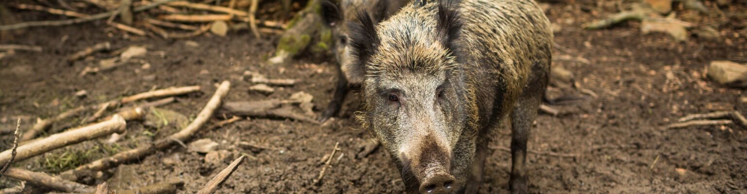 Arkansas Feral Hog Control Survey • Arkansas Game & Fish Commission