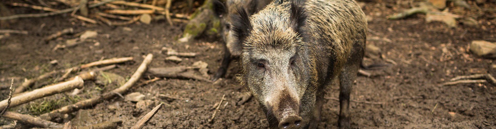 Arkansas Feral Hog Control Survey • Arkansas Game & Fish Commission