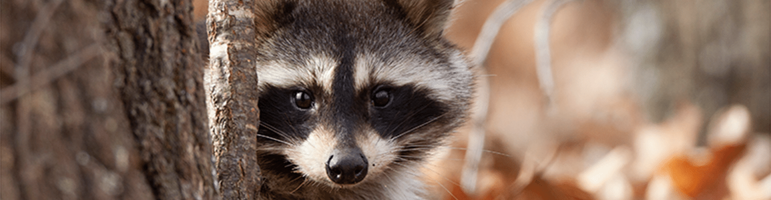 Predator Control Permit • Arkansas Game & Fish Commission