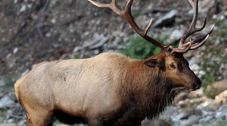 History of Elk in Arkansas • Arkansas Game & Fish Commission