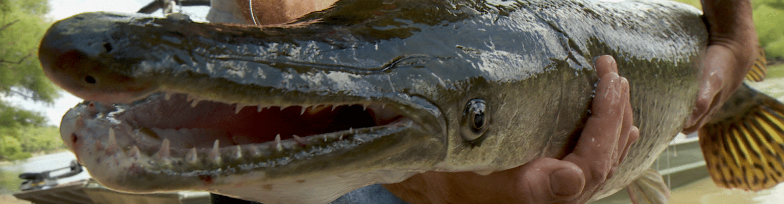 History of the Alligator Gar in Arkansas • Arkansas Game & Fish Commission