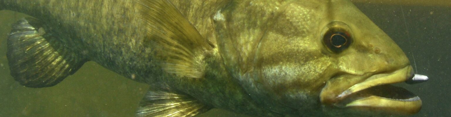 Arkansas State Record Fish • Arkansas Game & Fish Commission