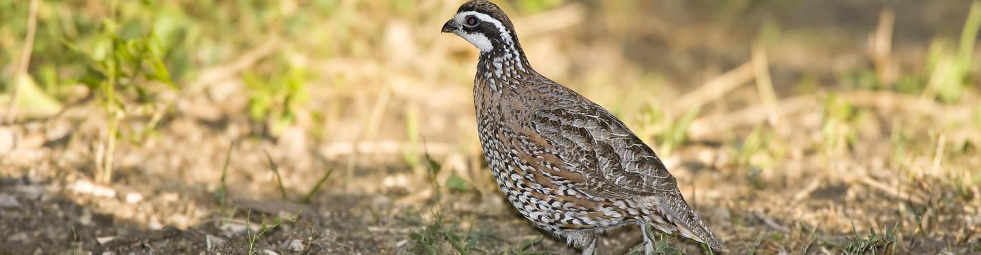 Bobwhite Quail Restoration: Land Management Videos • Arkansas Game ...