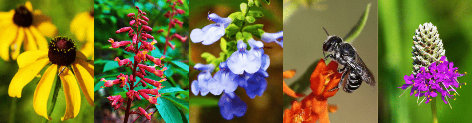 Monarch and Pollinator Conservation • Arkansas Game & Fish Commission