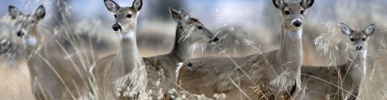 WMA Deer Hunt Permits • Arkansas Game & Fish Commission