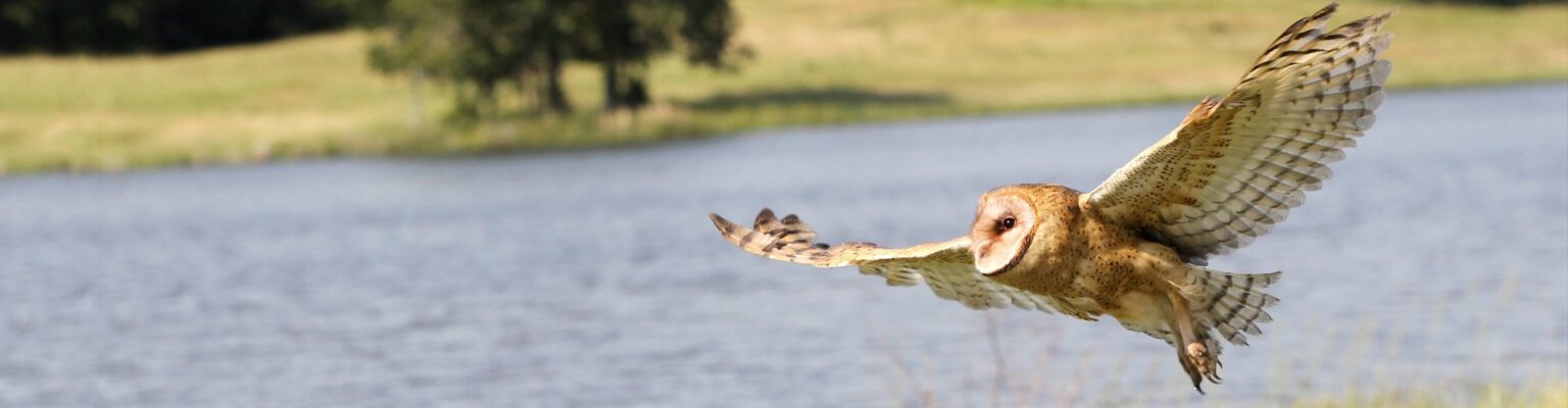 Wildlife Rehabilitation • Arkansas Game & Fish Commission