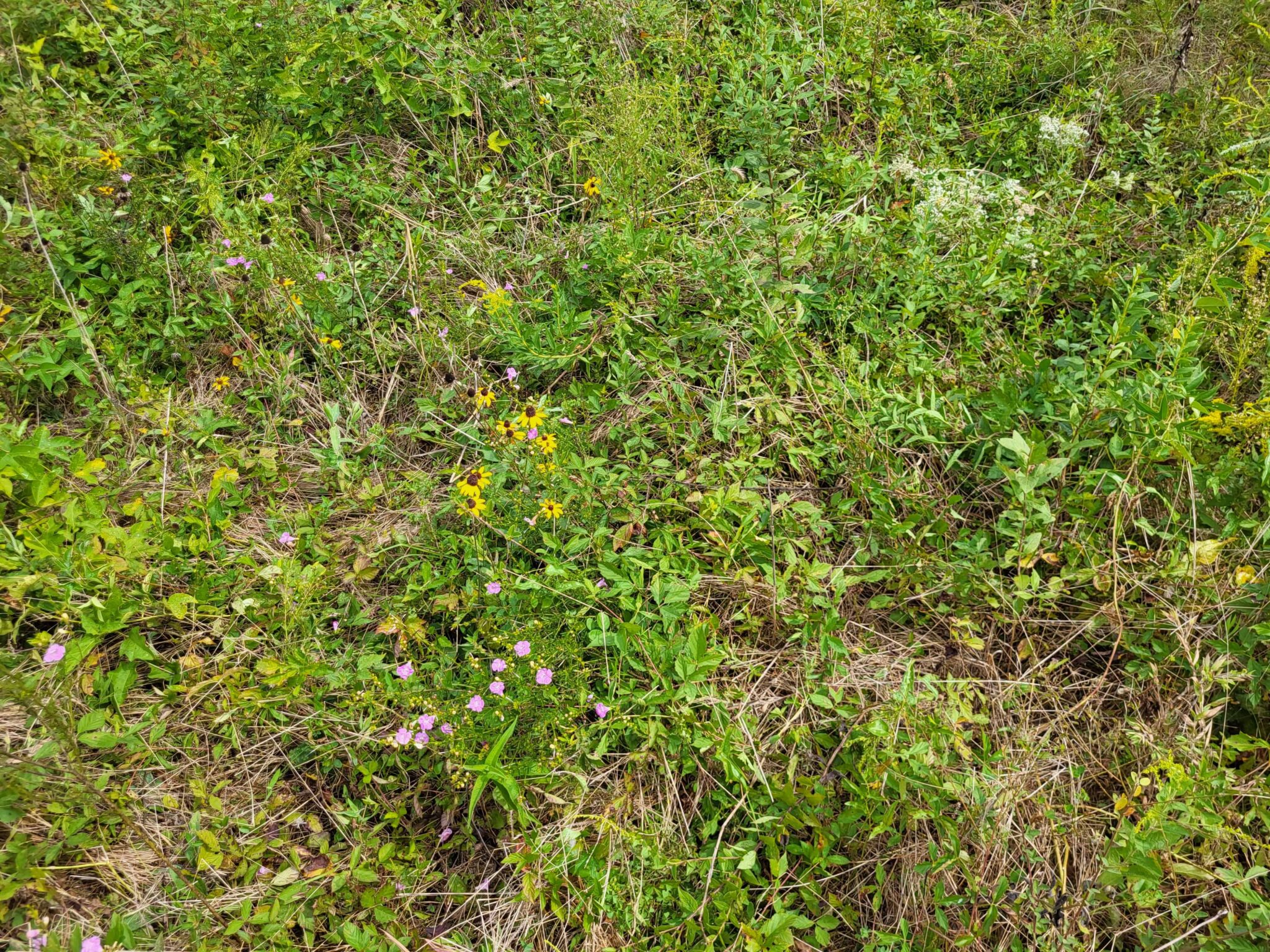 Quail Habitat Calendar • Arkansas Game & Fish Commission