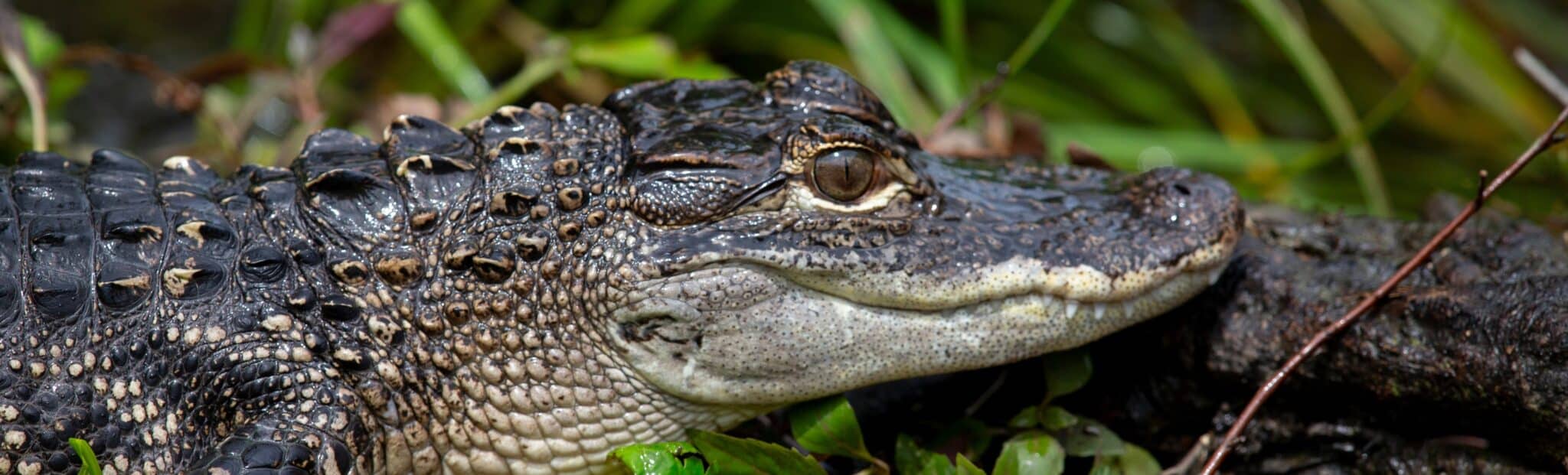 Annual Harvest Reports • Arkansas Game & Fish Commission