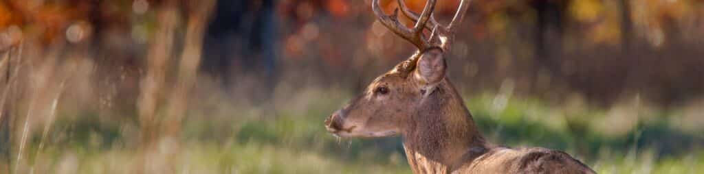 Deer Harvest Reports and Strategic Management Plan • Arkansas Game ...