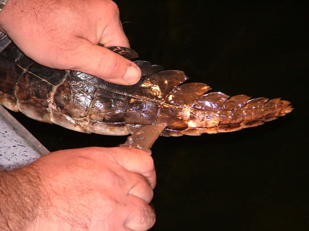 Alligator Alligator Season Dates, Rules & Regulations • Arkansas Game ...