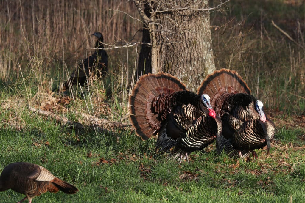 Annual turkey report offers insight into 2026 hunting season • Arkansas ...